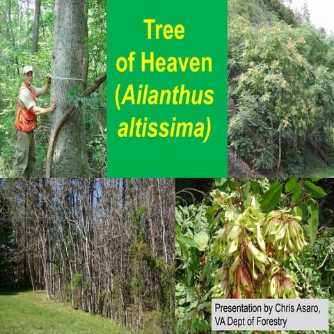 Tree of Heaven -- Ailanthus altissima | PDF