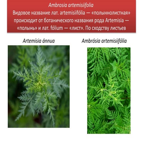 Invaziile biologice.pptx