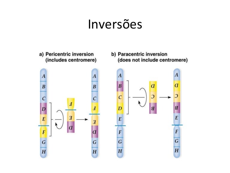 Inversões cromossômicas