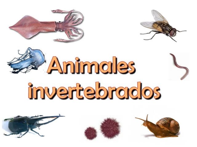 Animales invertebrados | PDF