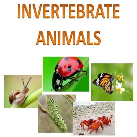 Invertebrate animals 2 | PPTX