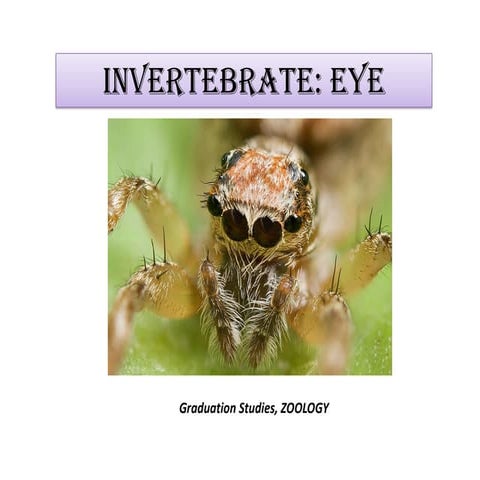 Invertebrate eye | PDF
