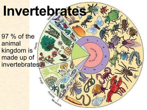 Ns3 unit 2 invertebrate animals | PPT