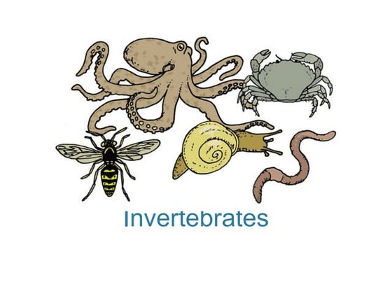 Chart invertebrates | PDF