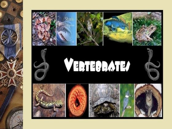 Dichotomous key for aquatic invertebrate dichotomies key | PPT