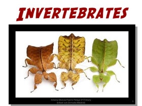 Ppt1 invertebrates | PPT