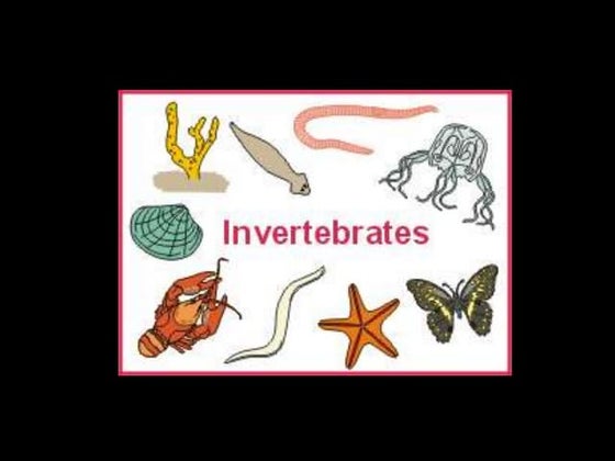 Chart invertebrates | PDF