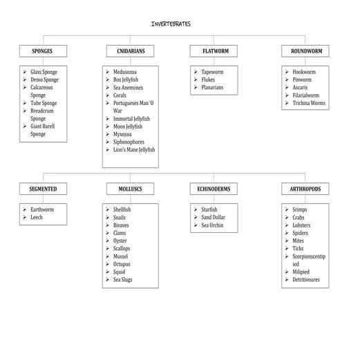 INVERTEBRATES.docx