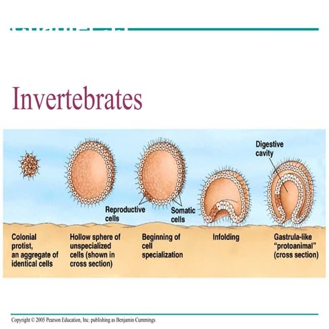 general zoology first year Invertebrates.ppt.pptx