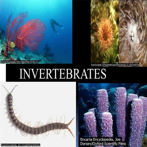 Invertebrates (Primary School) PowerPoint Presentation | PPTX