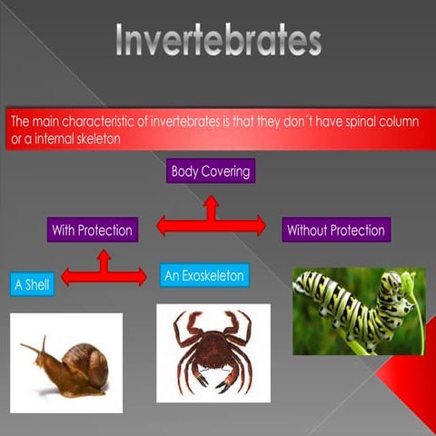 Invertebrates alonso | PPTX
