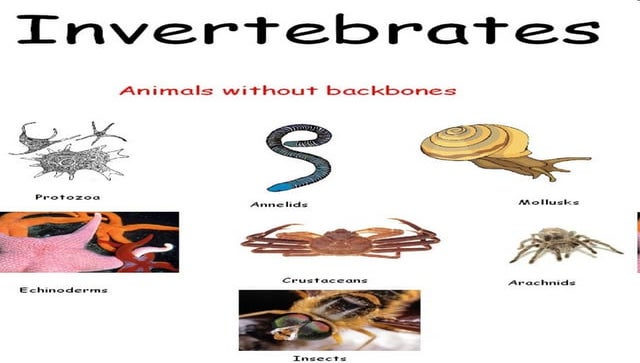 Invertebrates Animals Without Backbones