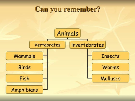 Invertebrates class ppt | PPT
