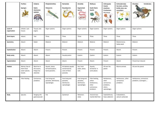Chart invertebrates | PDF