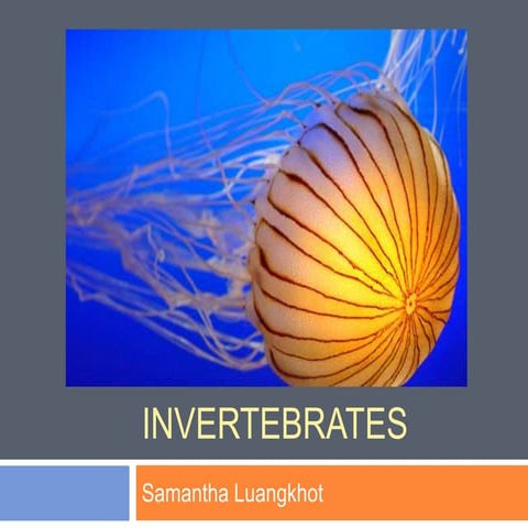 Invertebrates slideshow wiki | PPTX