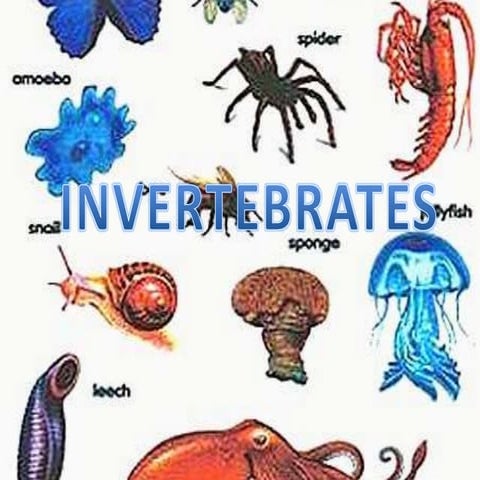 Invertebrates vocabulary | PPT