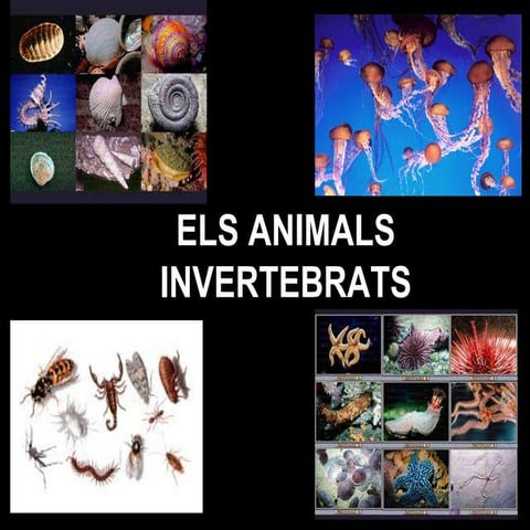 Invertebrats | PPT
