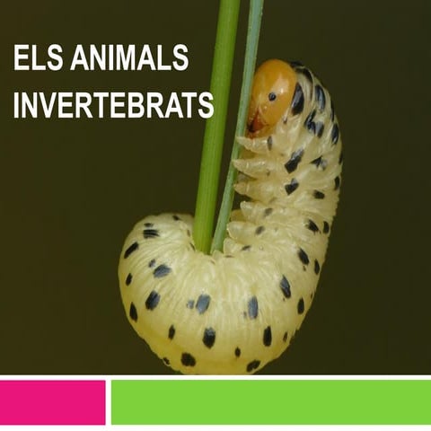 Invertebrats | PDF