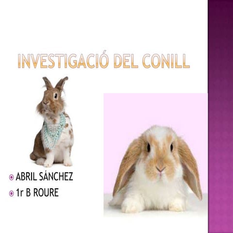 Investigació del conill | PPT