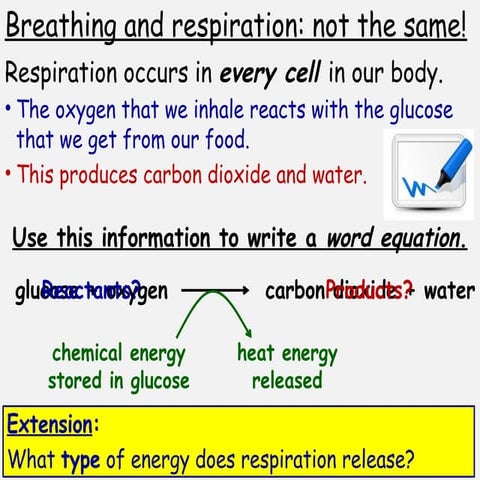 Investigating respiration biology year 8.pptx