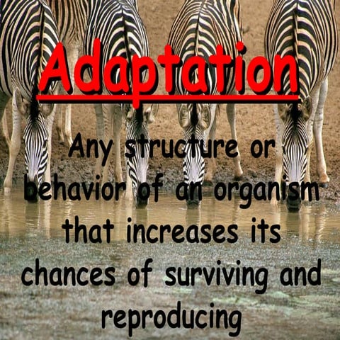 Animal Adaptations | PPT