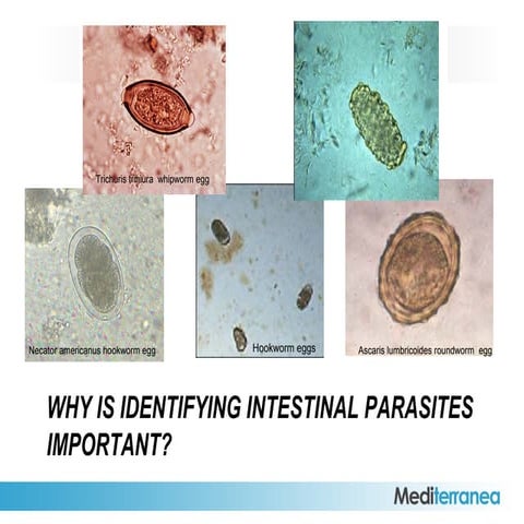 Intestinal Parasite Infections Affect Billions of People Worldwide | PPT