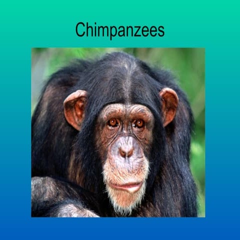 Ioritz chimpanzees | PPS