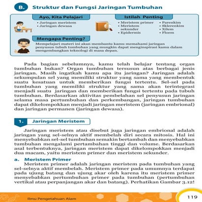 Ipa 8 kd4 struktur dan fungsi jaringan tumbuhan | PDF