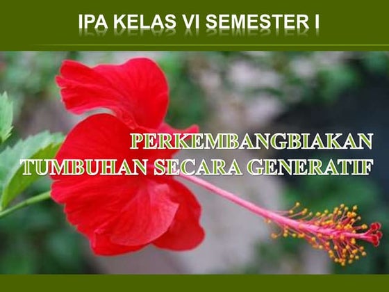 perkembangbiakan generatif perkembang biakan secara generatif pada ...