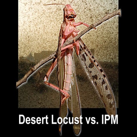 The potential use of drones for Desert Locust early warning | PDF