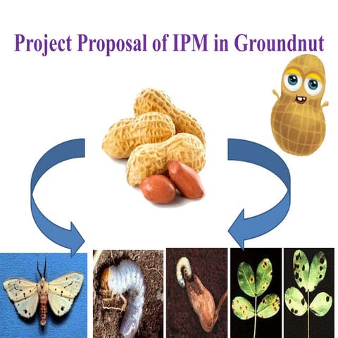 IPM Groundnut project proposal one .pptx