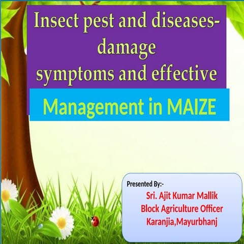 IPM_Maize Technology. Insect Pest Decease Management | PPTX