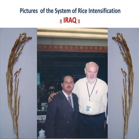 1044 Iraq System of Rice Intensifcation (SRI) Photos | PPT