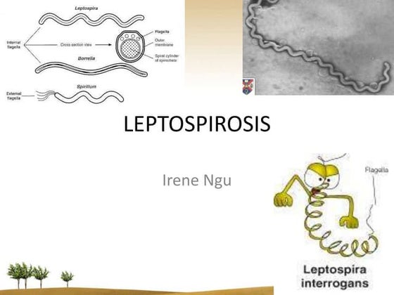 Leptospirosis | PPTX
