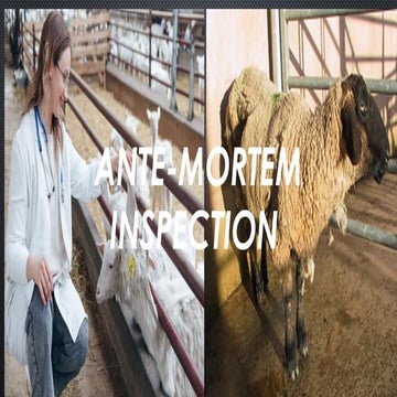 ANTEMORTEM INSPECTION OF LIVESTOCK IN THE PHILIPPINE | PPTX
