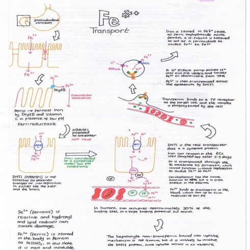 Iron Transport: GI tract to the bloodsteam | PDF