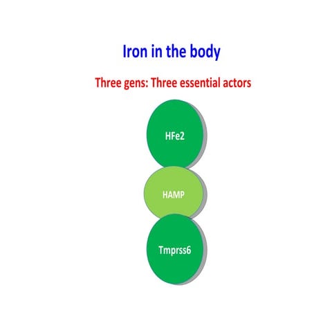 Iron regulation slideshow | PPT