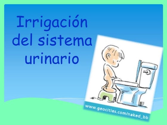 Irrigación e inervación del epidídimo y testículo. | PPTX