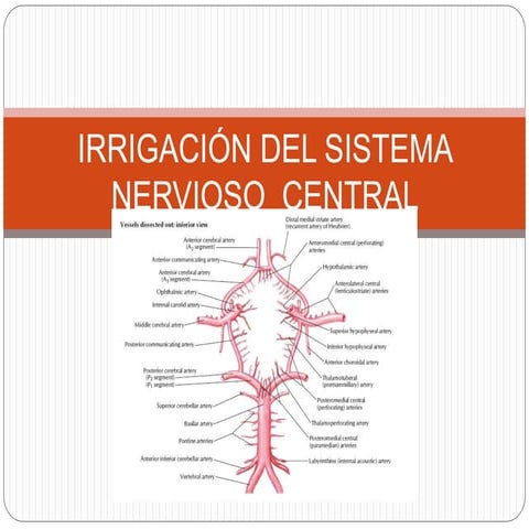 IRRIGACIÓN DEL SISTEMA NERVIOSO CENTRAL.pptx