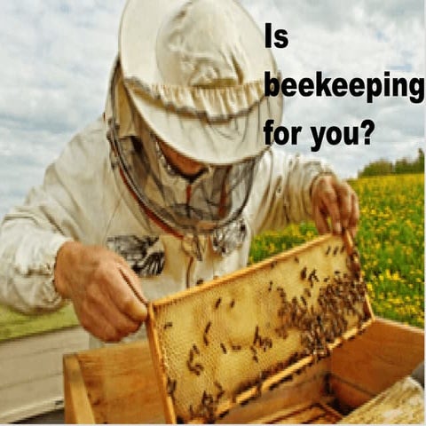 Introduction to bees and beekeeping | PPTX