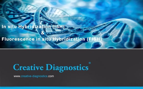 Fluorescent in-situ Hybridization (FISH) | PPT