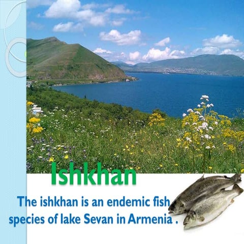 Fish Ishkhan | PPT