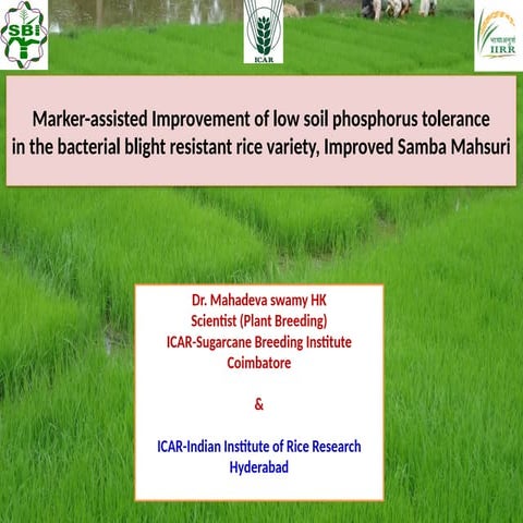 Marker-assisted Improvement of low soil phosphorus tolerance in the ...