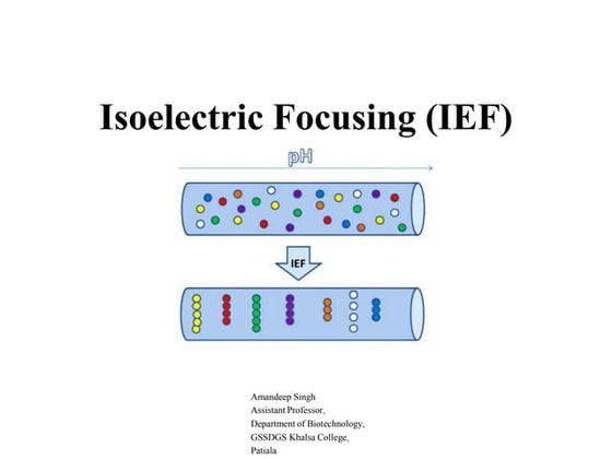Isoelectric focusing electrophoresis- Principle , procedure and ...