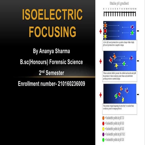 ISOELECTRIC FOCUSING PPT.pptx