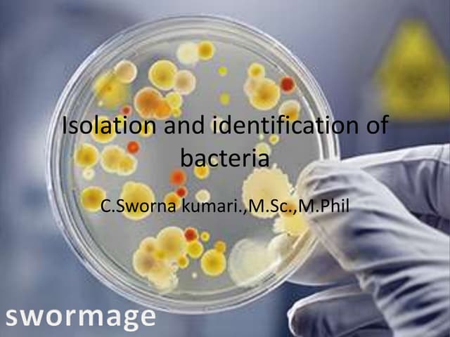 Isolation & Identification of Microorganism | PPTX