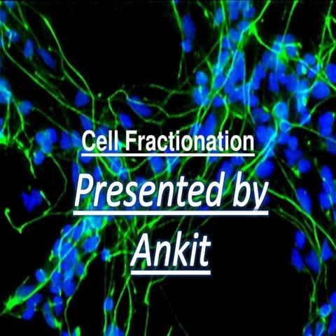 Isolation cell organelle by ankit | PPTX | Biological Sciences | Science