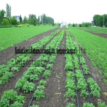 Isolation Distance and it's Importance in seed Production | PPTX