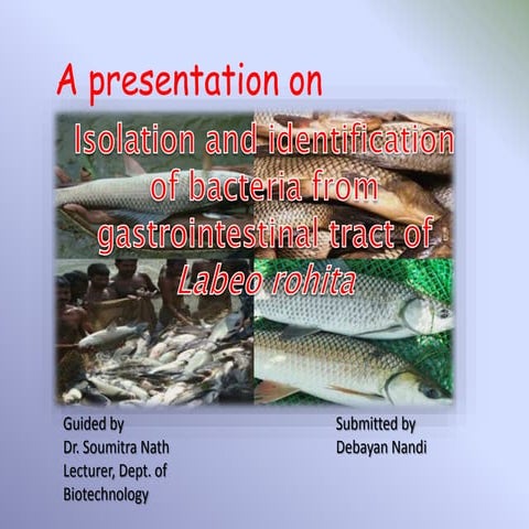 Isolation and identification of bacteria from Labeo rohita | PPTX