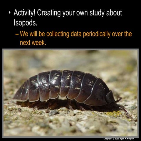 Isopod Lab Lesson PowerPoint, Abiotic Factors, Pill Bug, Sow Bug ...